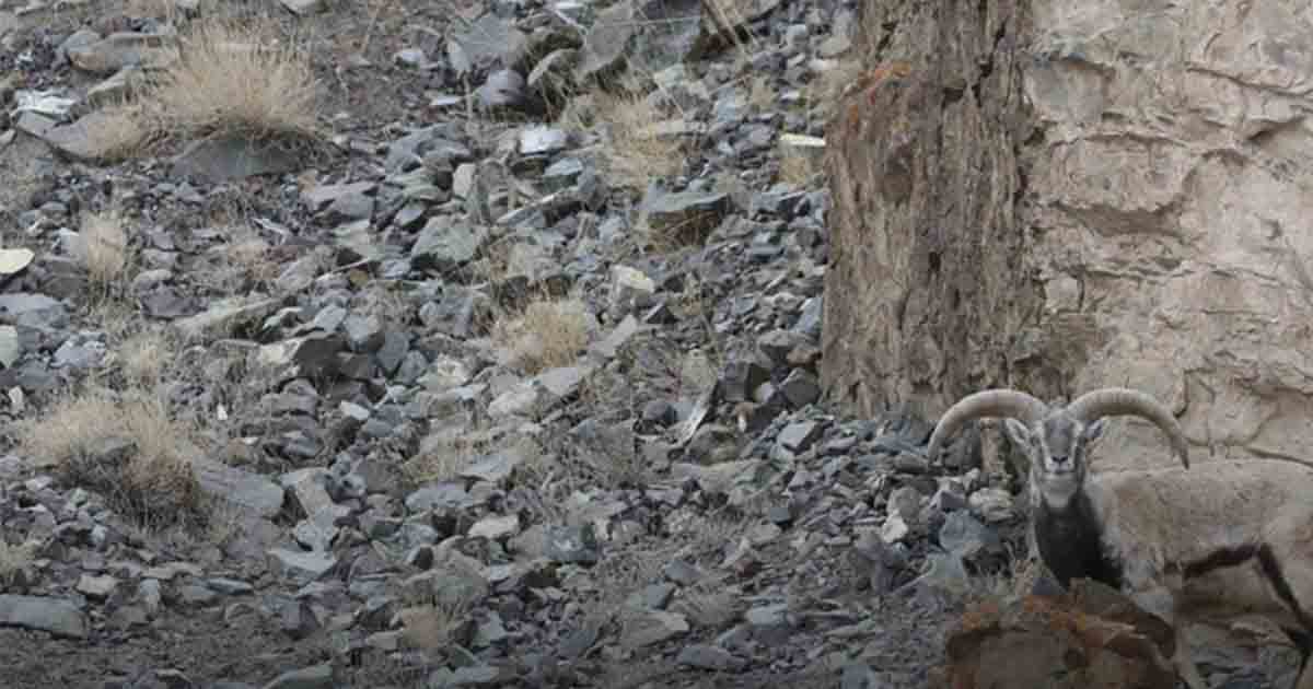 Find the Hidden Leopard Lurking Among the Sheep