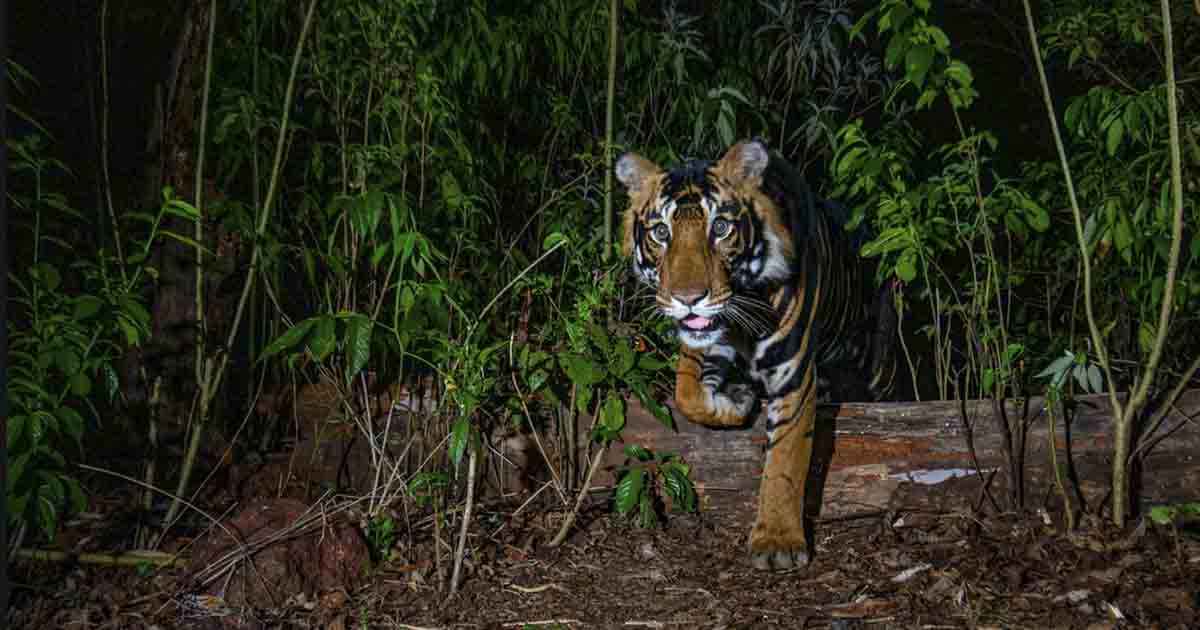 The Black Tiger of Similipal: The Photo That Made National Geographic ...