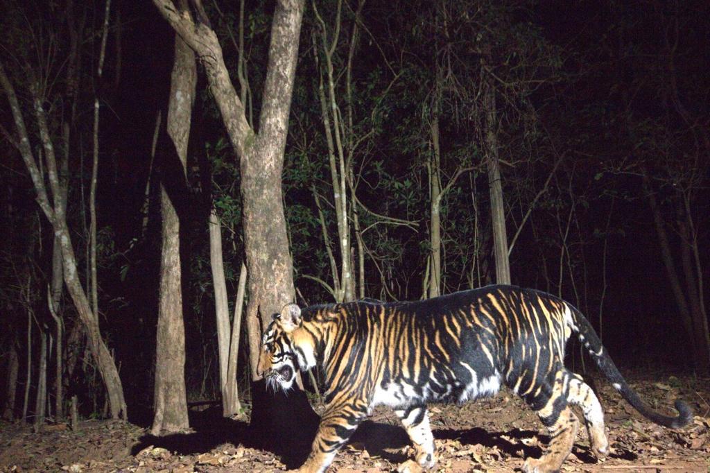 The Black Tiger of Similipal: The Photo That Made National Geographic ...