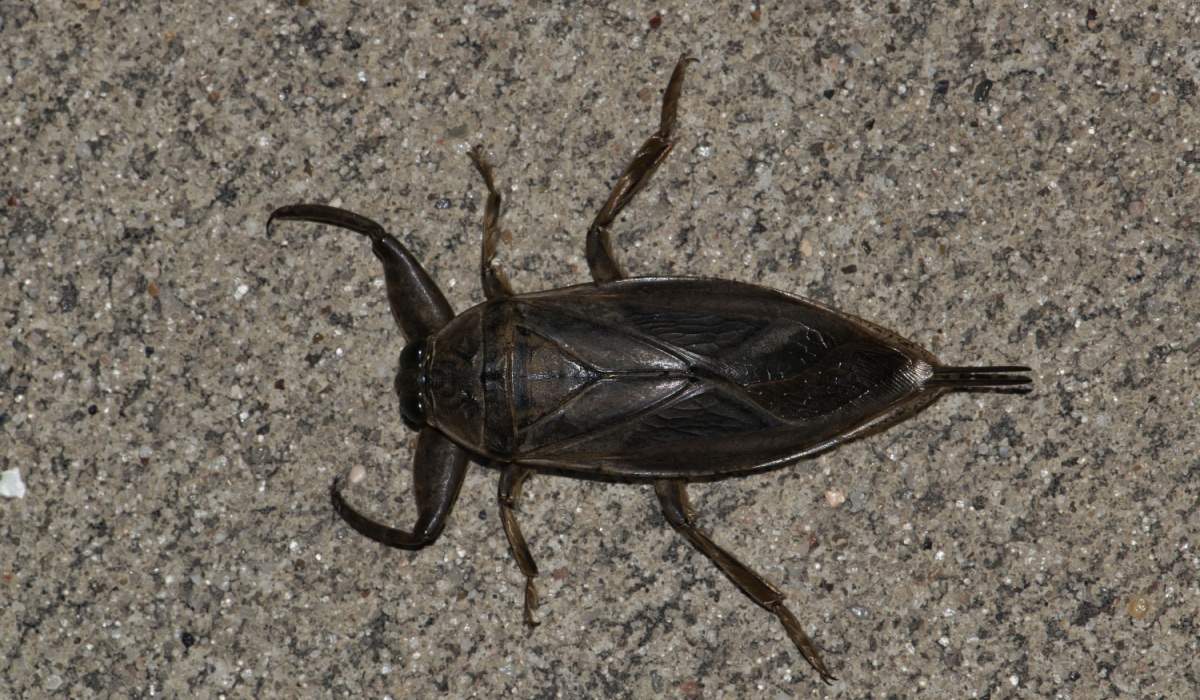 7 Facts About the Giant Water Bug (Toe-Biter)